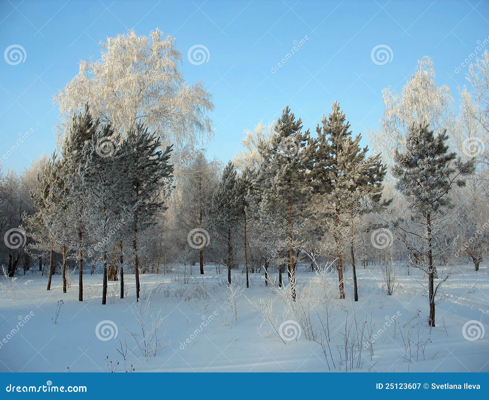Winter Forest. Frosty Trees Stock Image - Image of trees, forest: 25123607