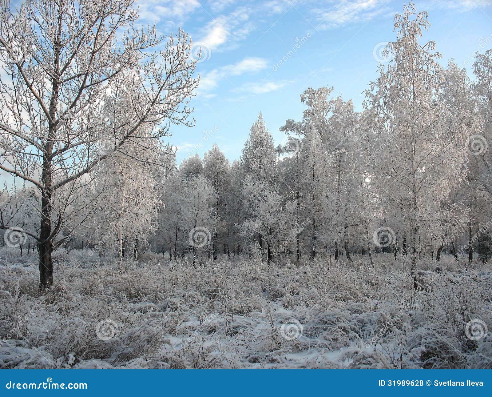 Winter Forest. Frosty Trees Stock Photo - Image of trees, snowcovered ...