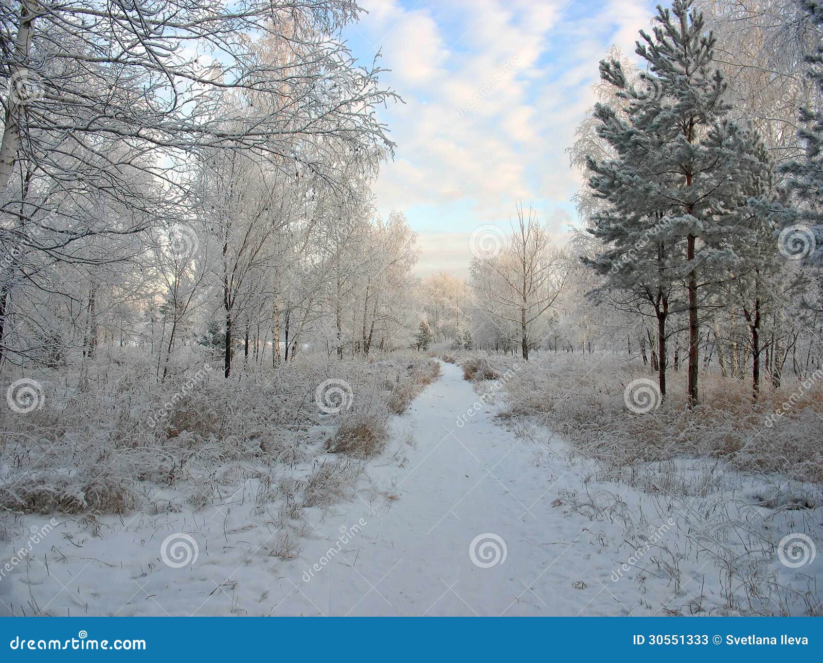 Winter Forest. Frosty Trees Stock Image - Image of season, frosty: 30551333