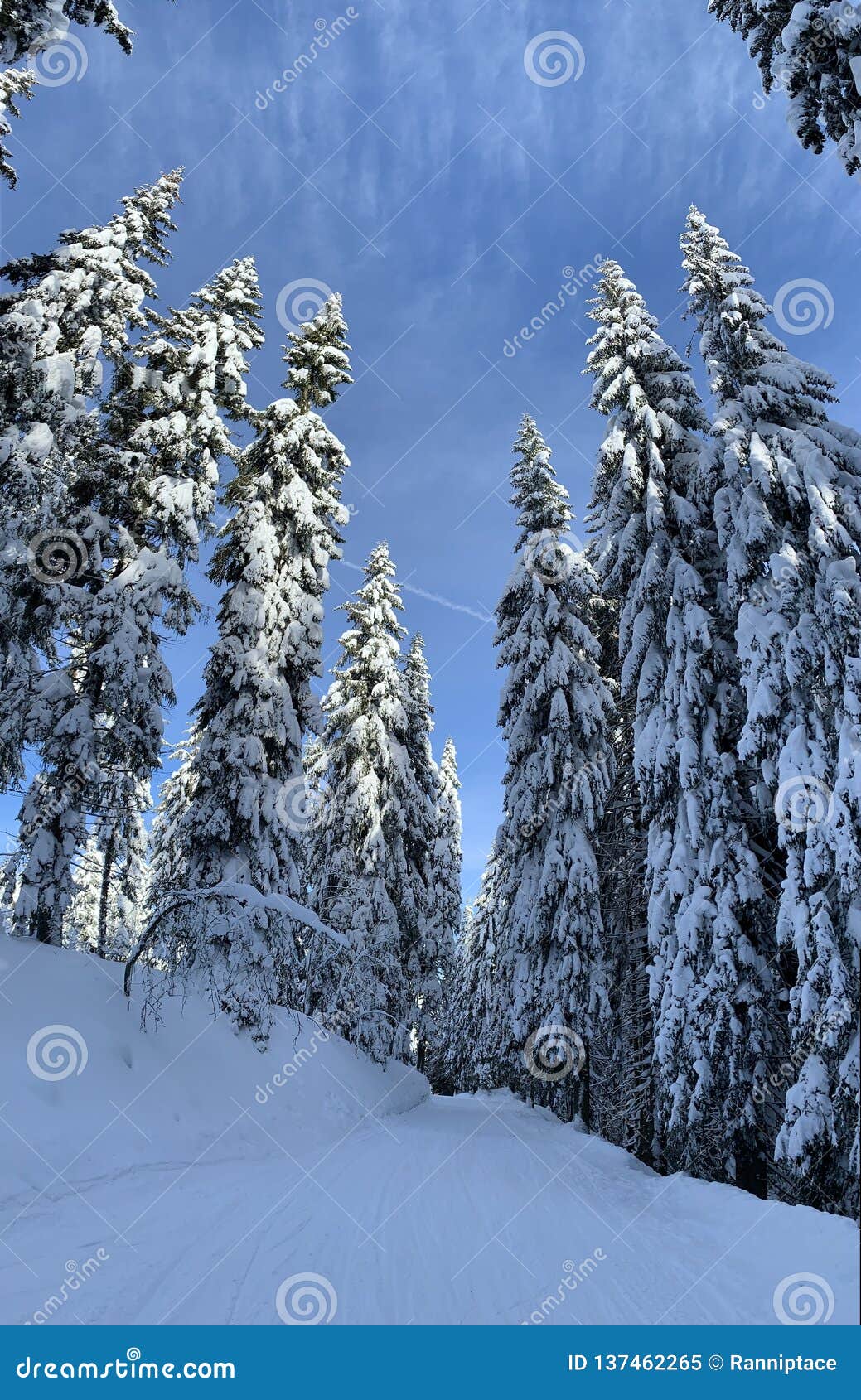 Winter Forest with Great Snow. Path among Pine Trees Stock Image ...