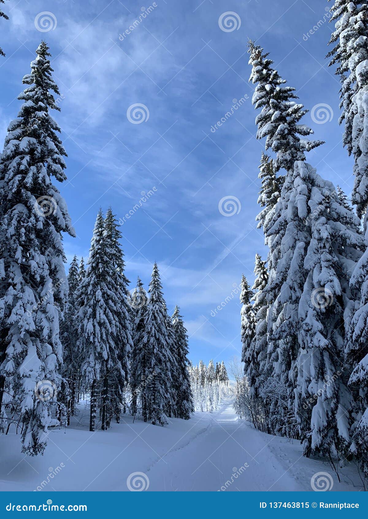 Winter Forest with Great Snow. Path among Pine Trees Stock Image ...