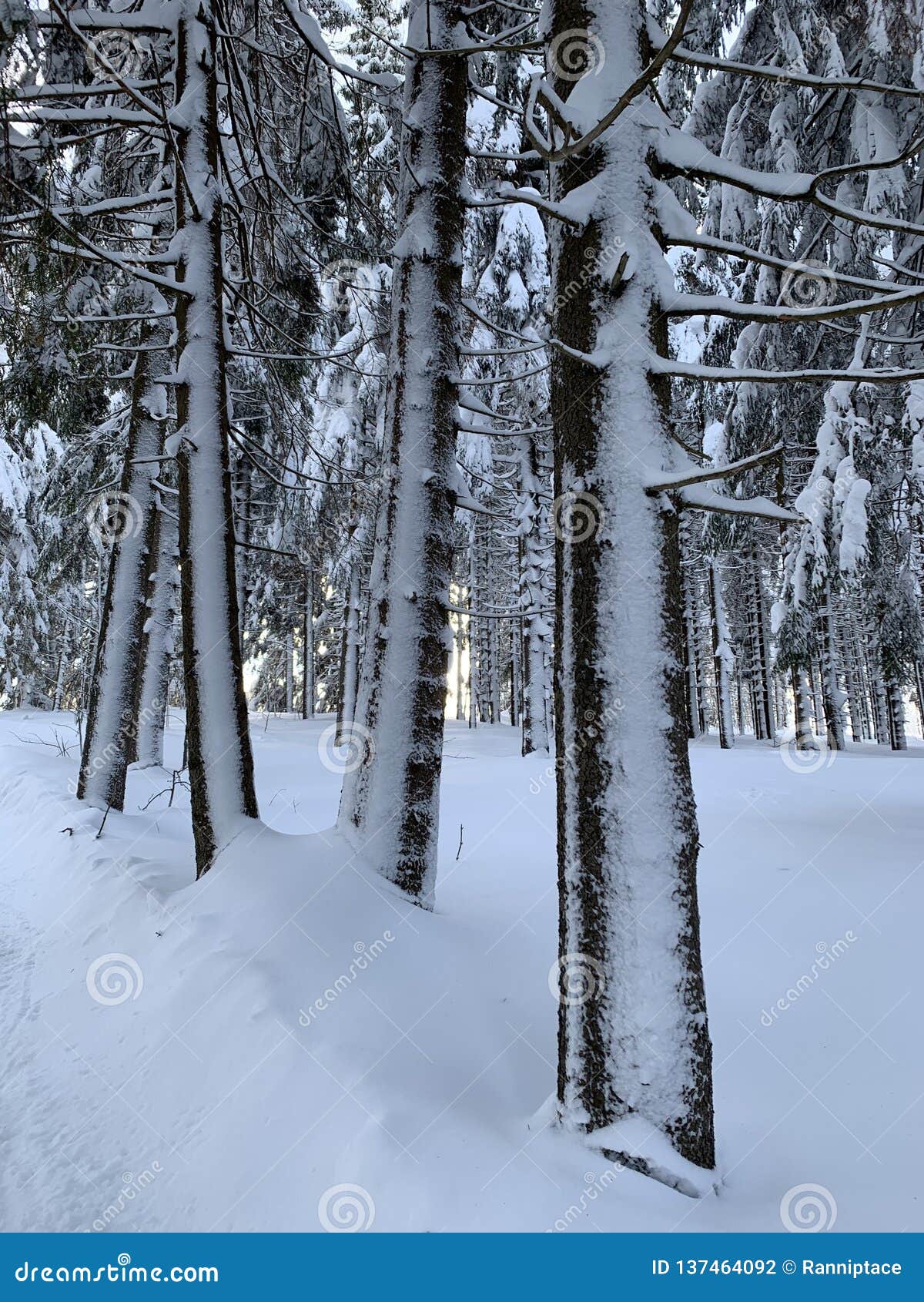 Winter Forest with Great Snow. Pine Trees with Fresh Snow Stock Photo ...