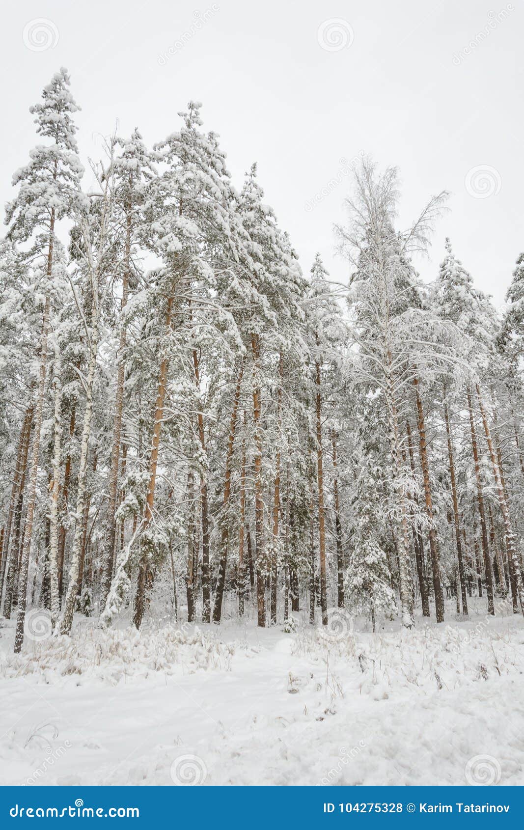 Winter Forest, Grove, Trees in the Snow Stock Photo - Image of grove ...