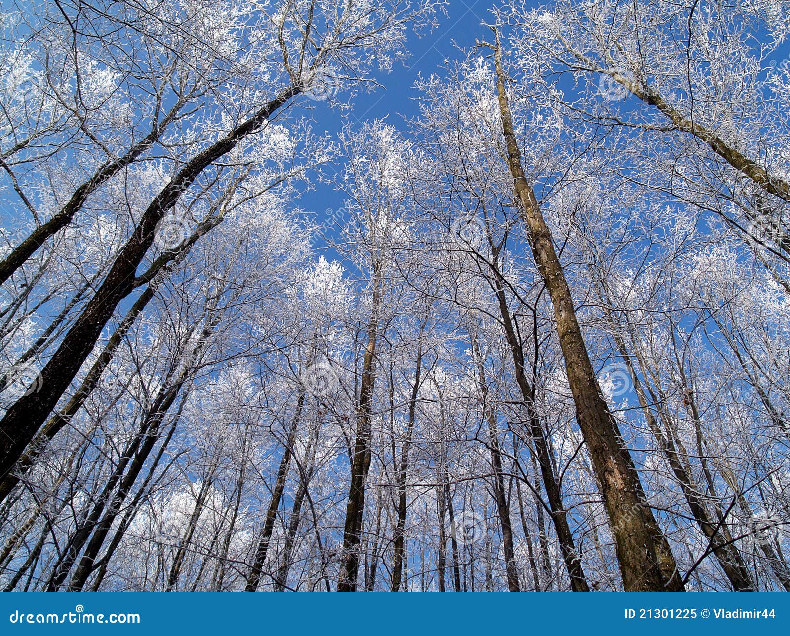 Winter forest-horizontal stock image. Image of horizontal - 21301225