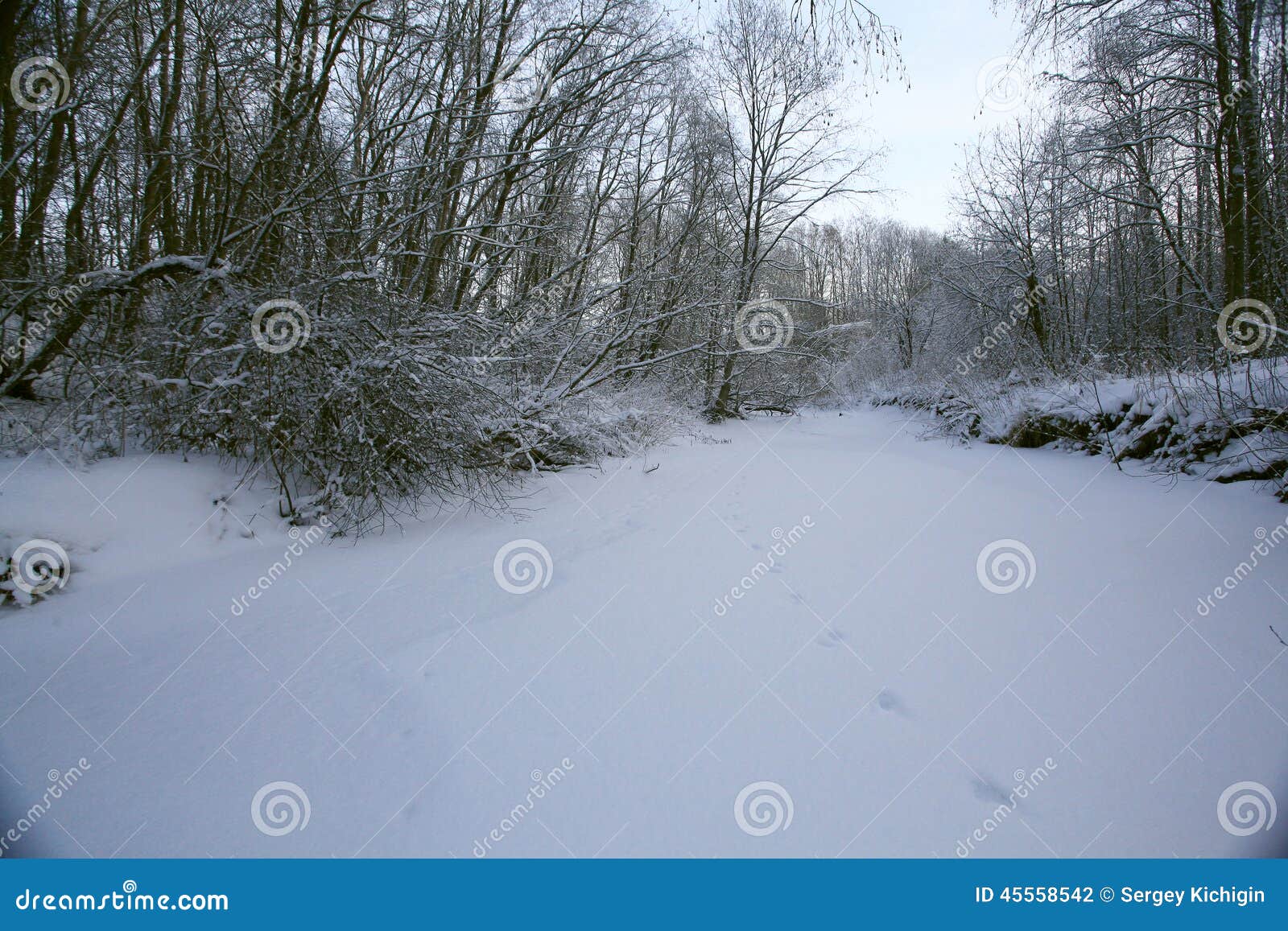 Winter in the Forest January Landscape Stock Photo - Image of clothing ...