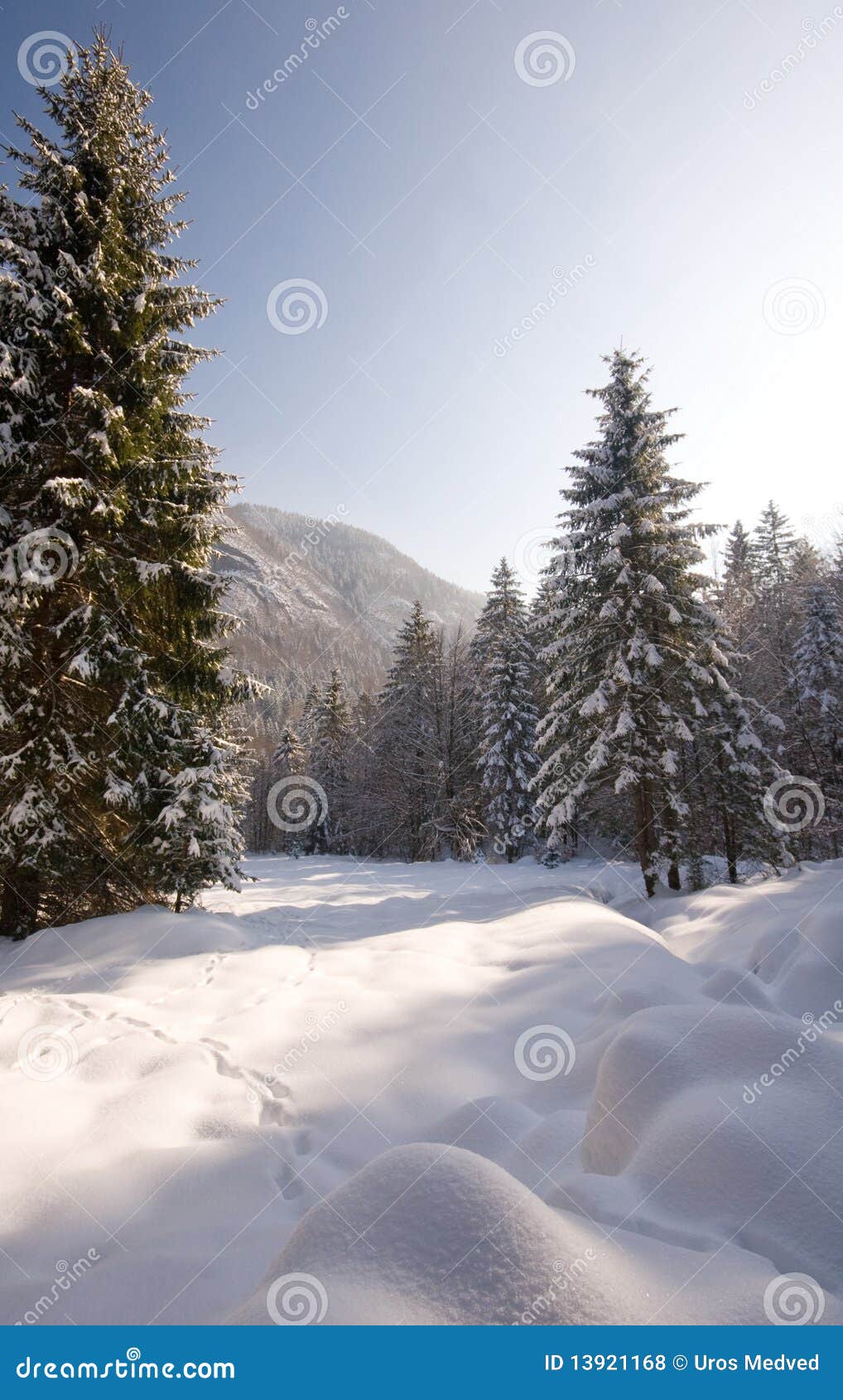 Winter forest landscape stock photo. Image of scenery - 13921168