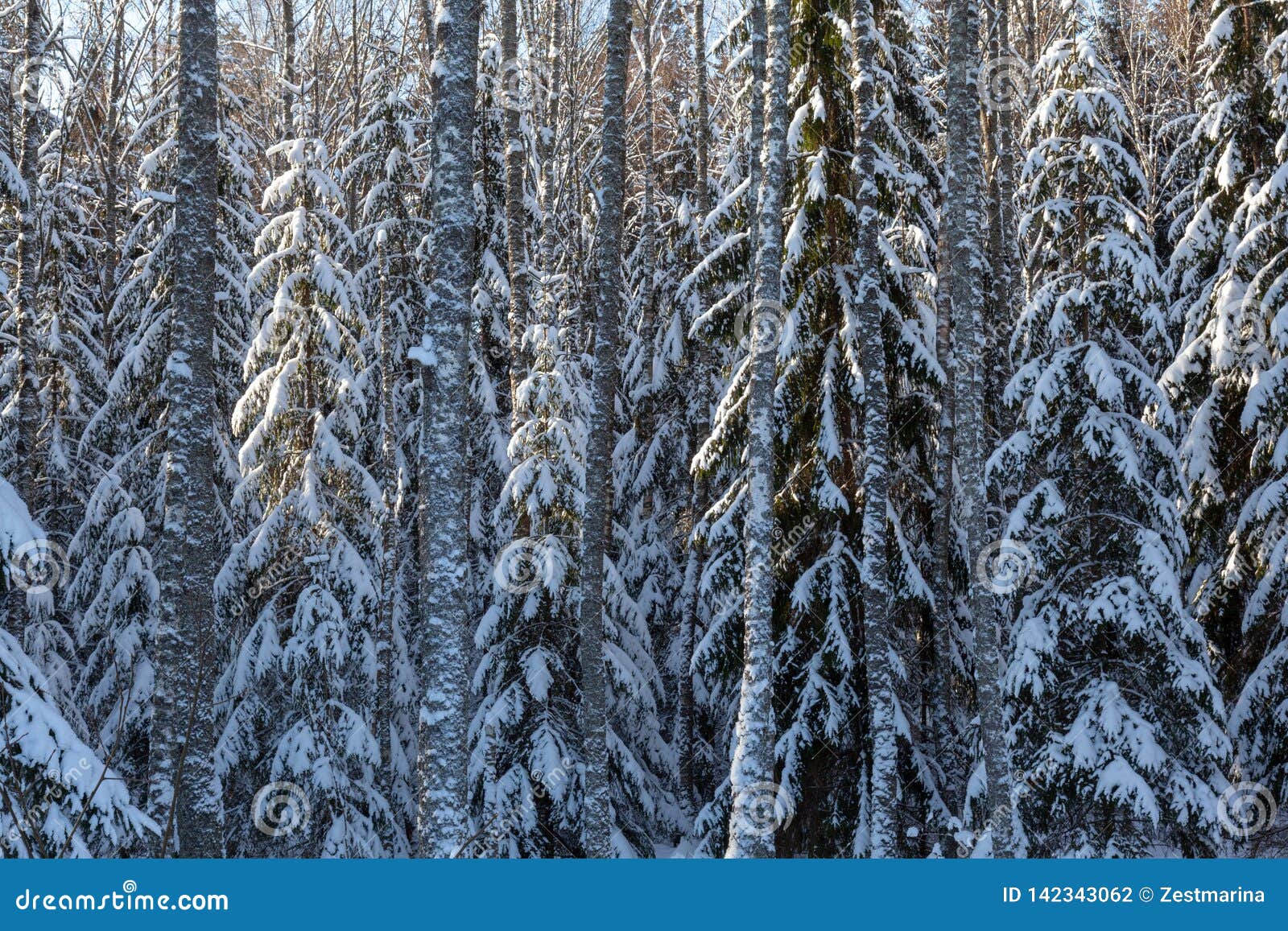 Winter forest landscape stock photo. Image of frost - 142343062