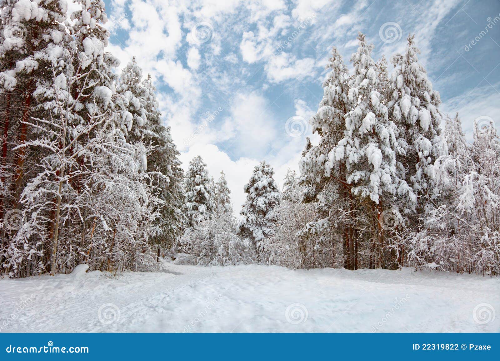 Winter forest landscape stock photo. Image of natural - 22319822