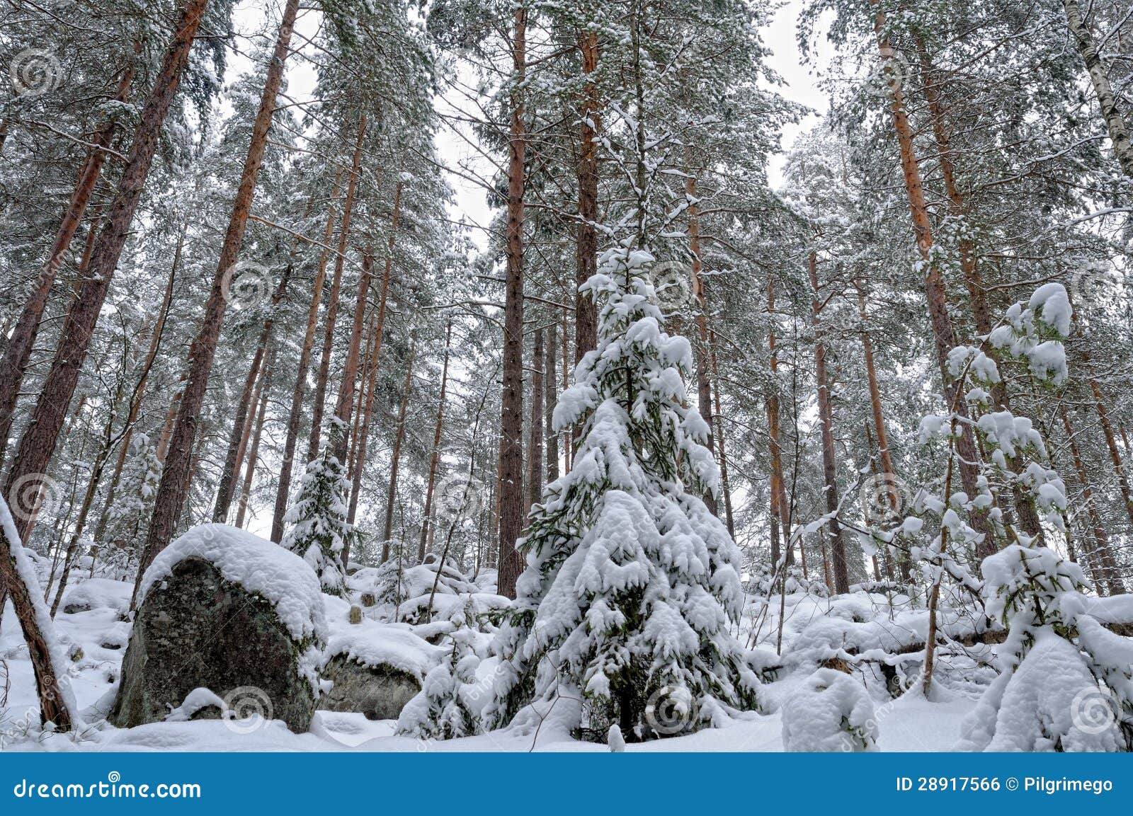 Winter forest landscape. stock photo. Image of countryside - 28917566