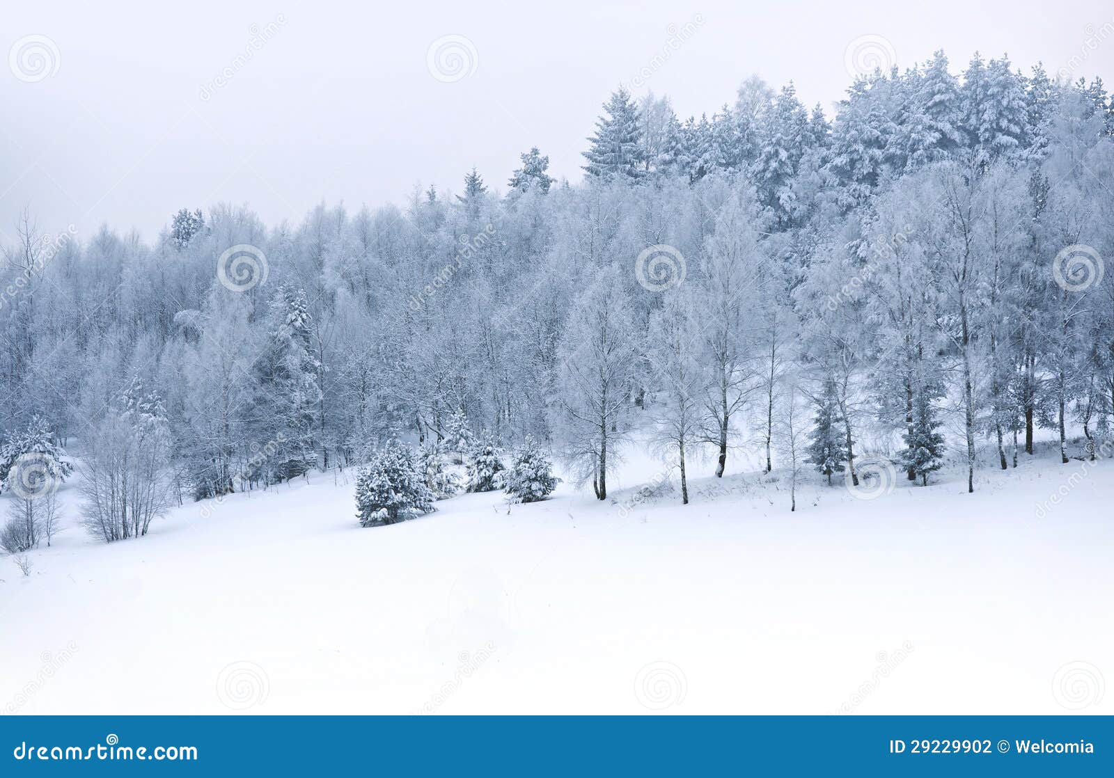 Winter Forest Landscape stock photo. Image of place, mountains - 29229902