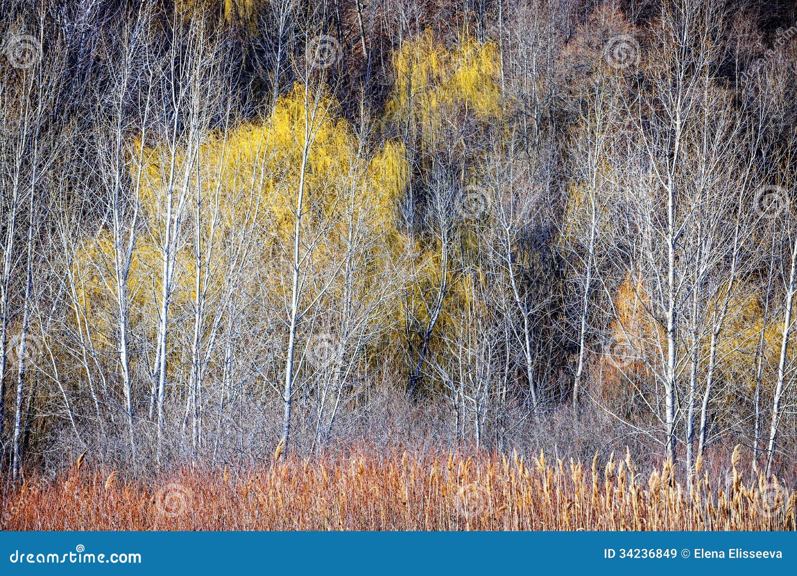 Winter Forest Landscape with Bare Trees Stock Image - Image of nature ...