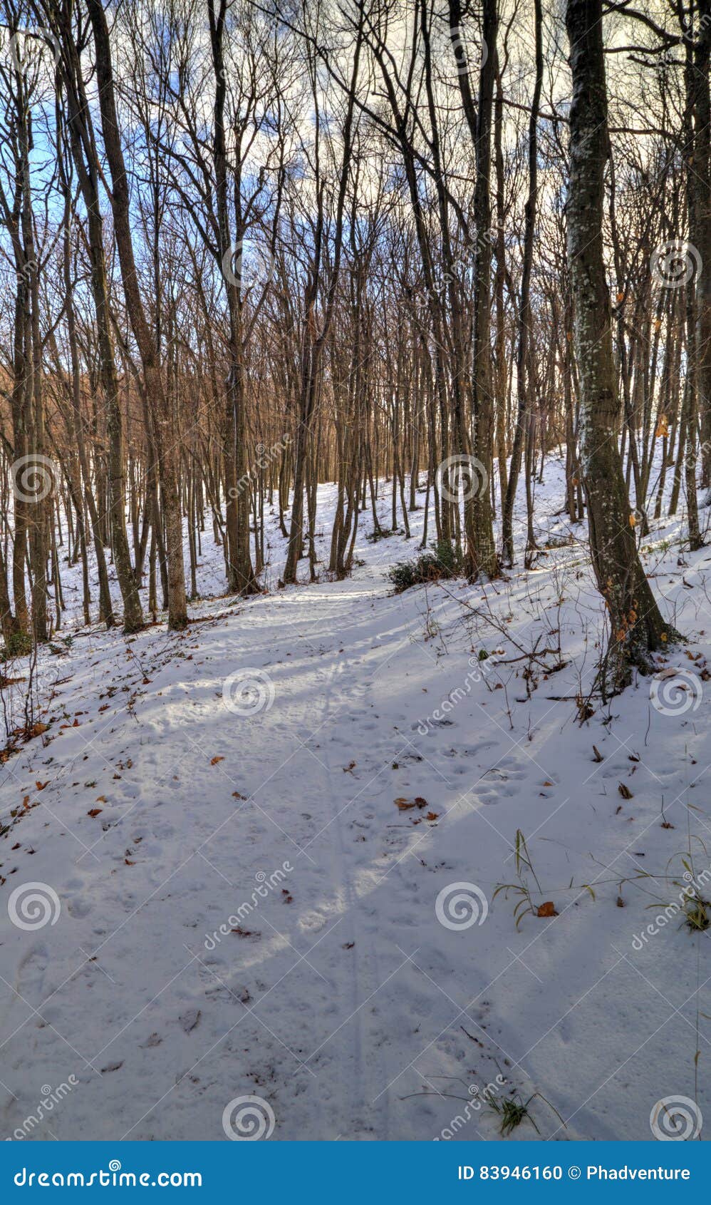 Winter forest landscape stock photo. Image of scene, december - 83946160