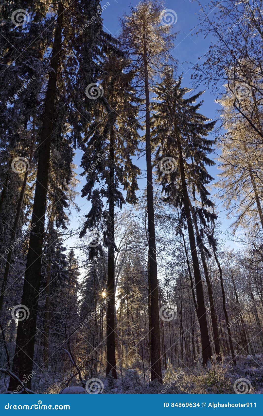 Winter forest landscape stock photo. Image of sundown - 84869634