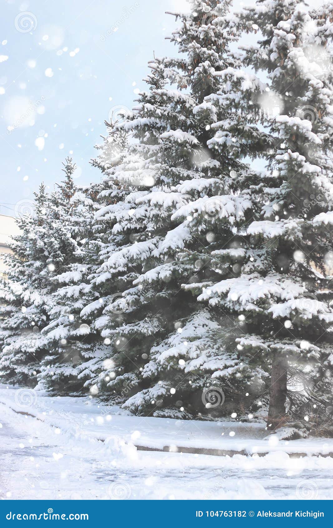 Winter fir tree snow stock photo. Image of design, january - 104763182