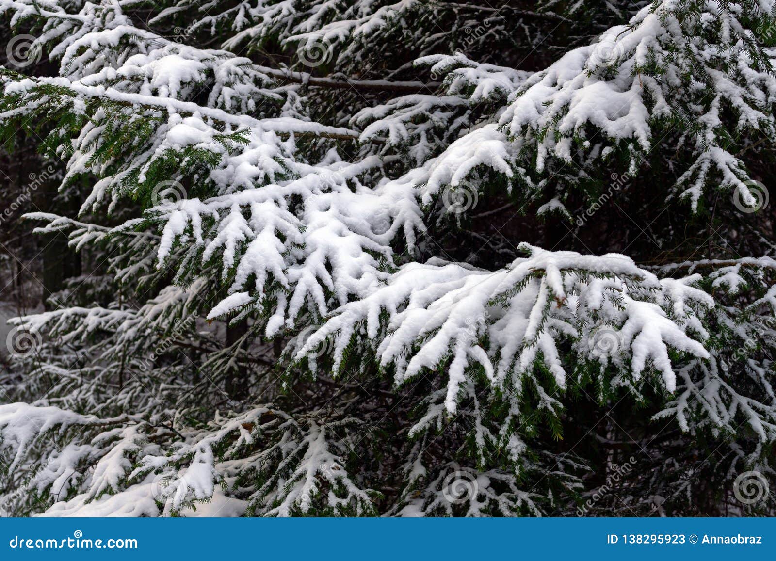 Winter Forest Landscape Covered with White Fluffy Snow Stock Image ...