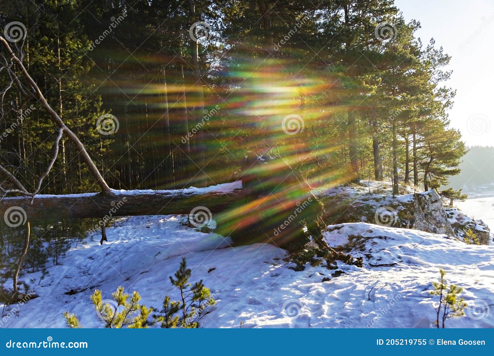 Winter Forest Landscape with a Fallen Tree and Bright Sunlight ...