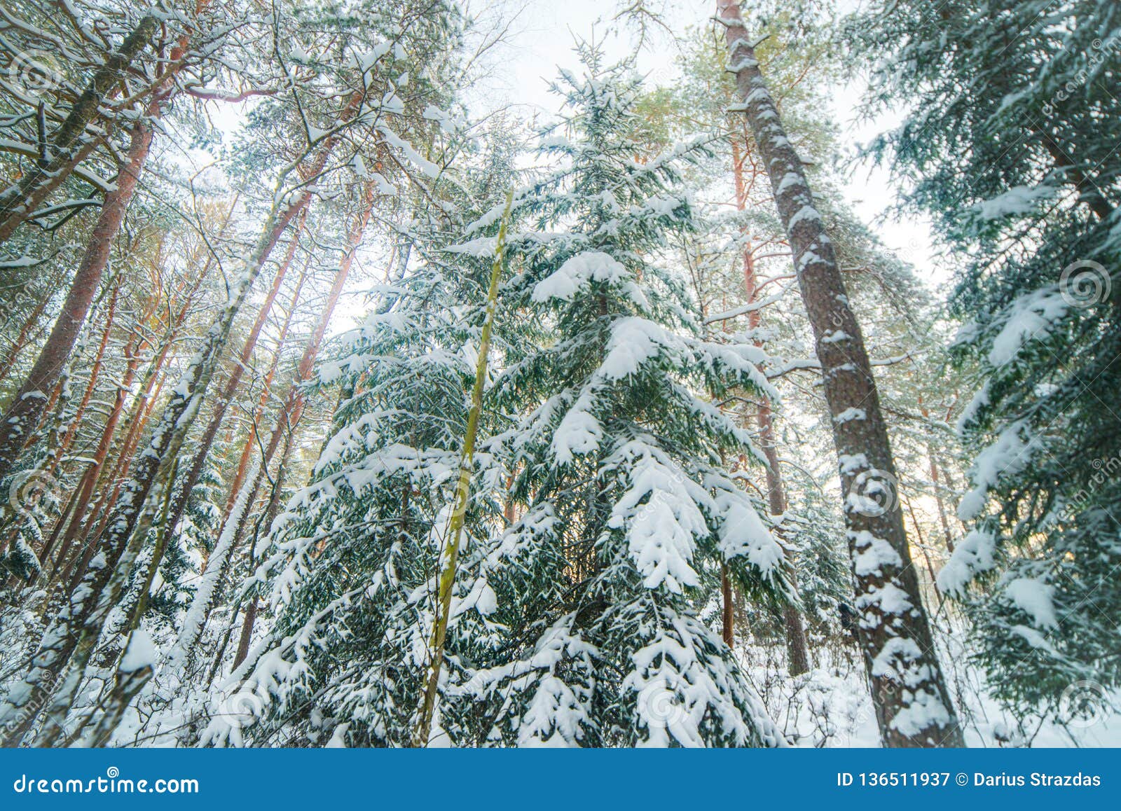 Winter forest landscape stock image. Image of beautiful - 136511937