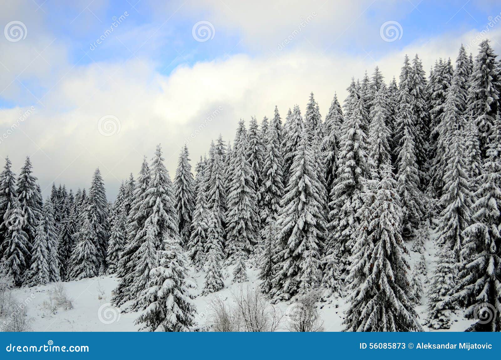 Winter forest landscape stock image. Image of panorama - 56085873