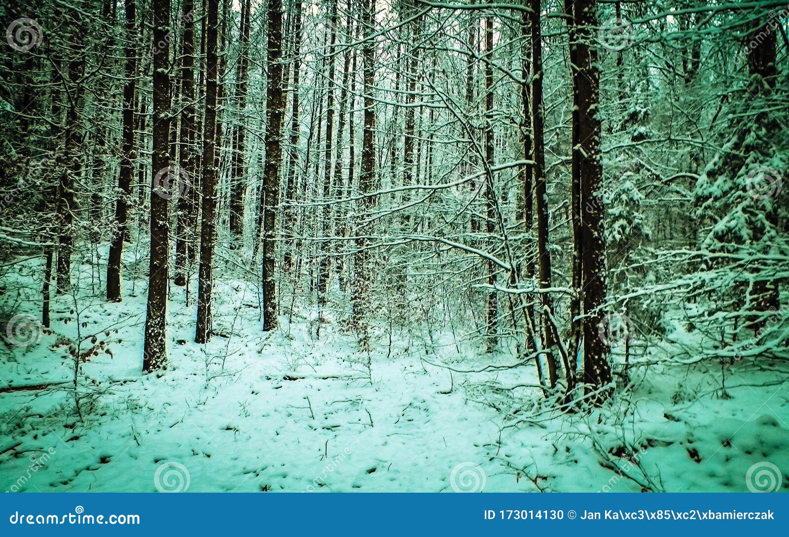 Winter forest landscape stock photo. Image of season - 173014130