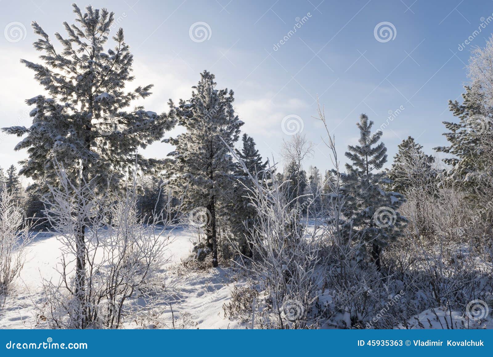Winter Forest Landscape in the North of Russia Stock Image - Image of ...