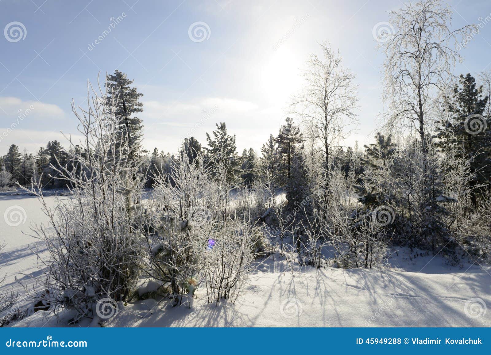Winter Forest Landscape in the North of Russia Stock Photo - Image of ...