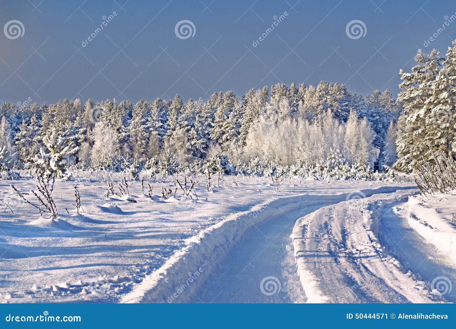 Winter Forest. Landscape. stock image. Image of park - 50444571