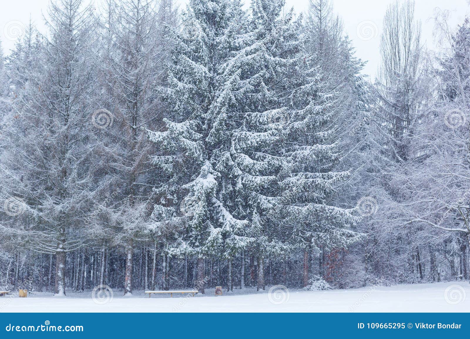 Winter Forest Landscape with Snow Stock Image - Image of natural, mist ...