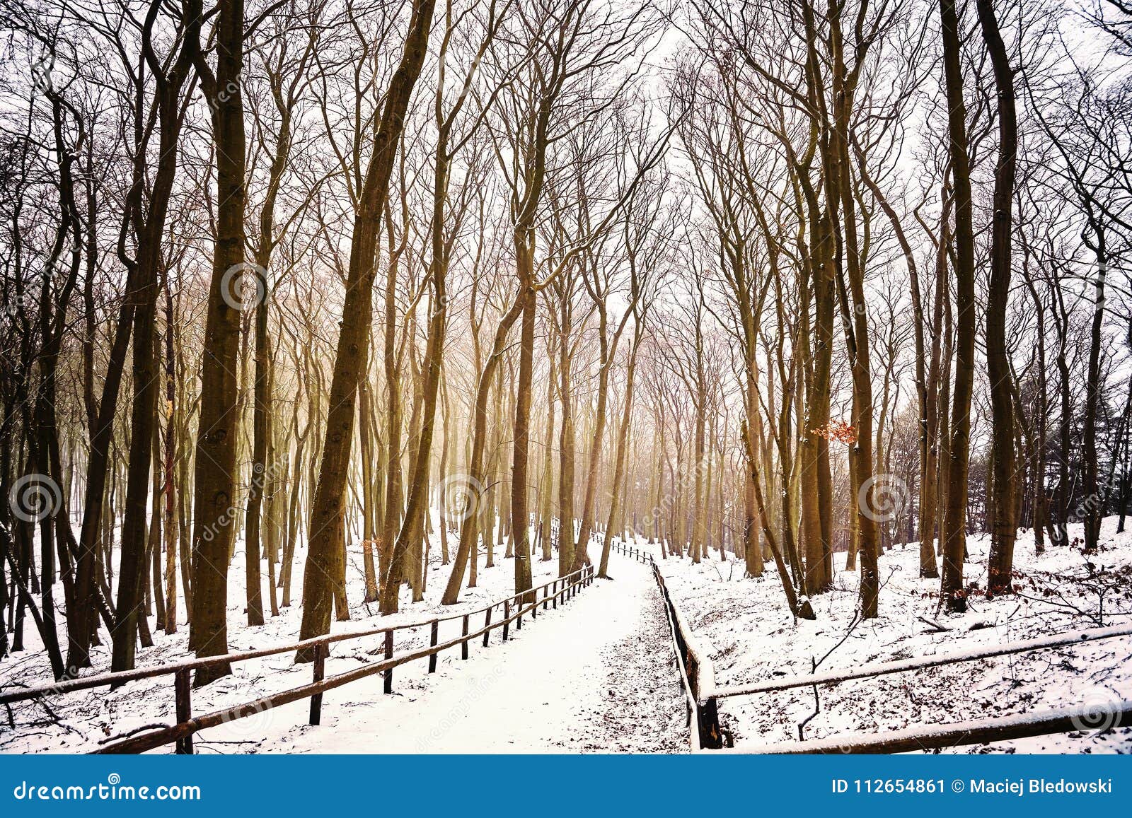 Winter Forest Landscape with Snow Covered Path Stock Image - Image of ...