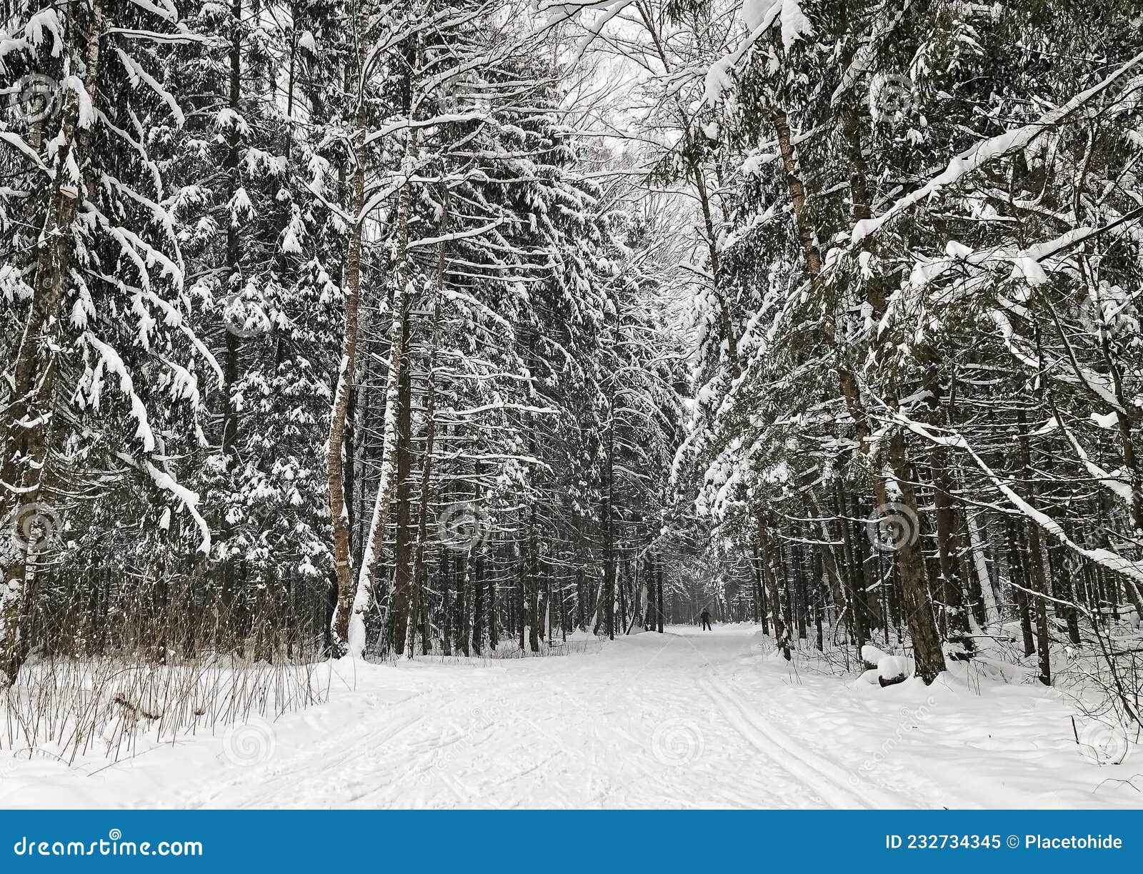 Winter Forest Landscape with Snow-covered Trees Stock Image - Image of ...