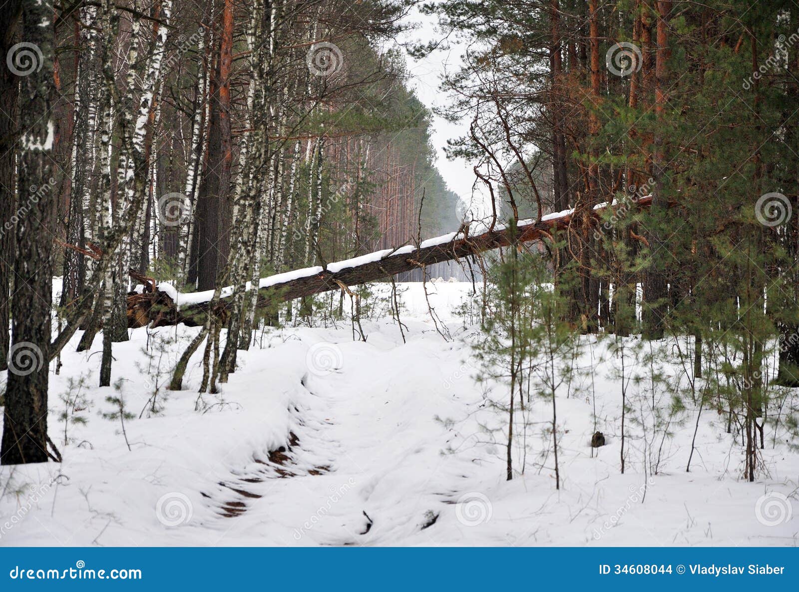 Winter in the forest stock photo. Image of opening, tree - 34608044
