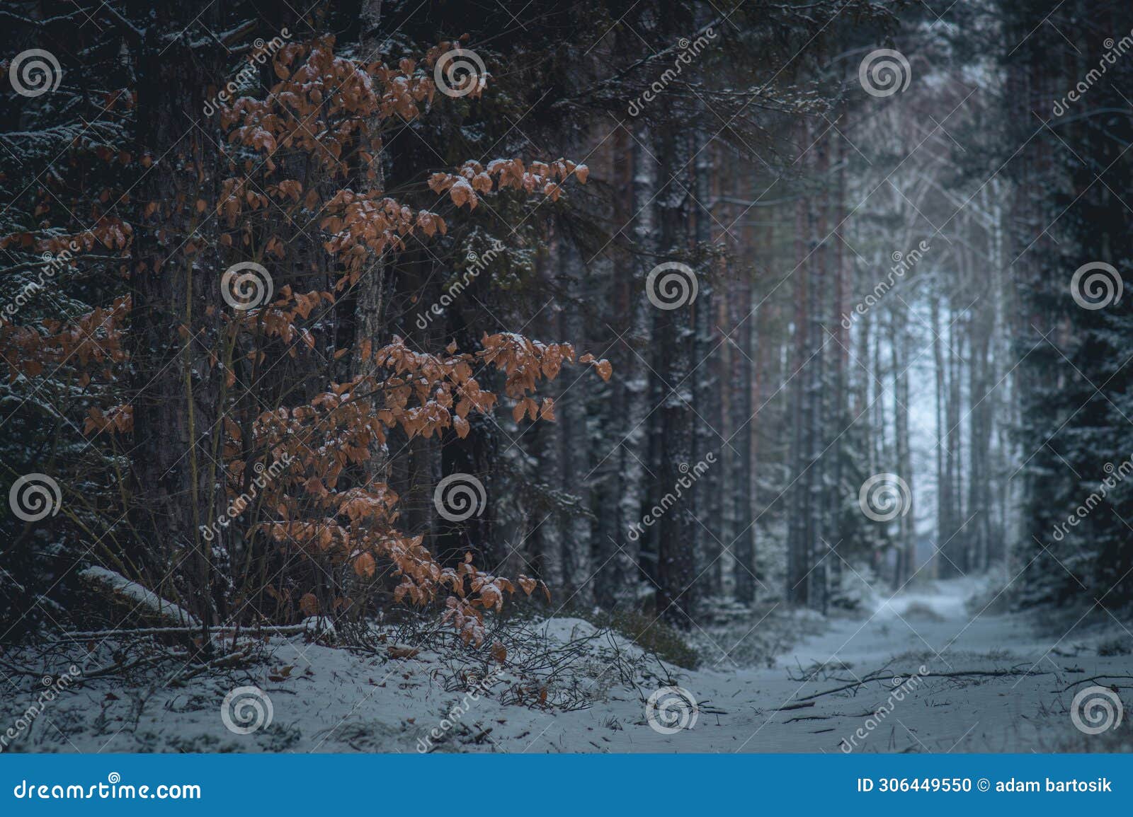 Winter Forest Landscape in Snow with Forest Path and Light Stock Photo ...