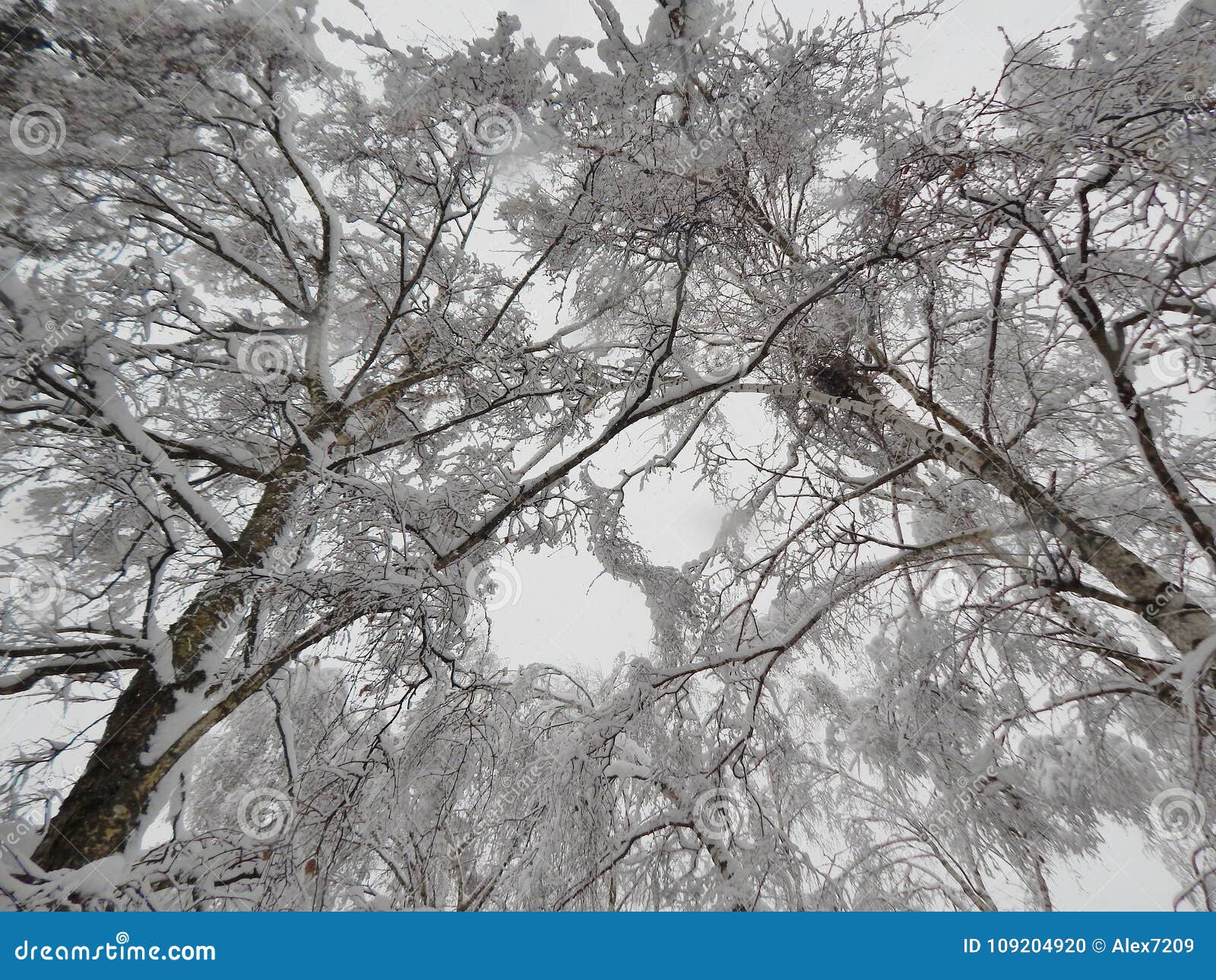 Winter Forest Landscape, Snowfall, Snow on Trees Stock Photo - Image of ...