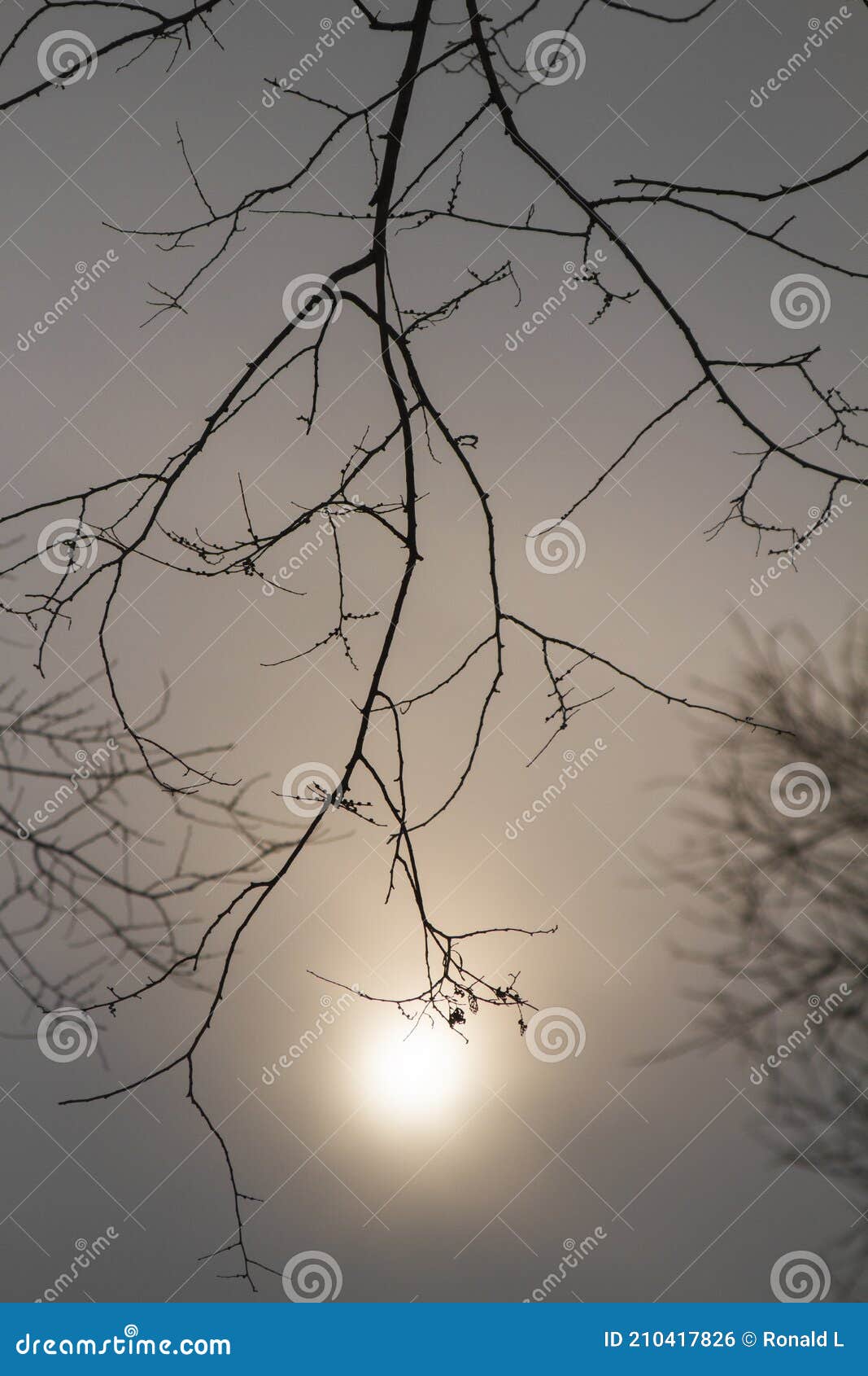 Winter Forest Landscape. Tree Branches in Winter Stock Photo - Image of ...