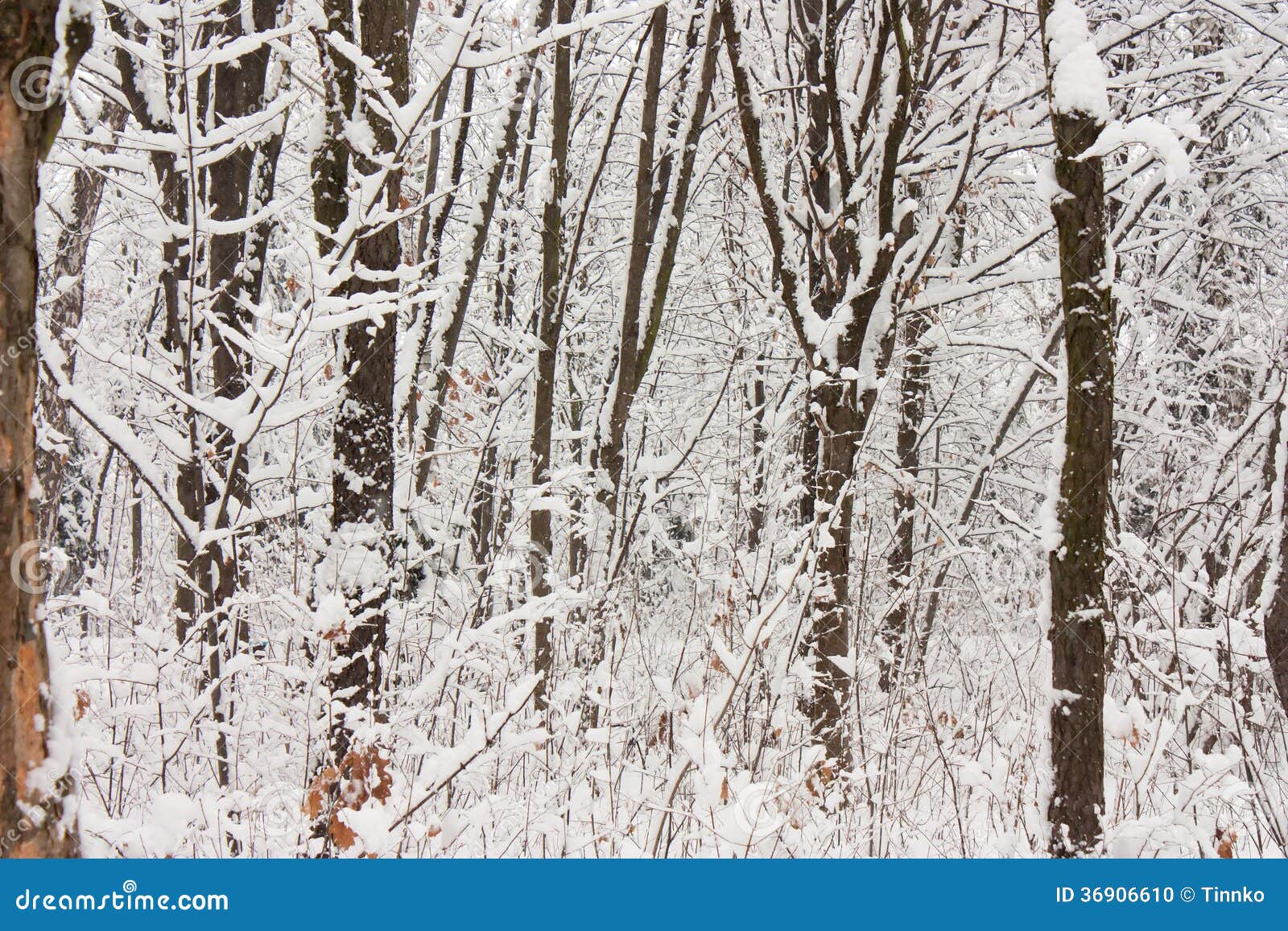 Winter forest landscape stock photo. Image of winter - 36906610