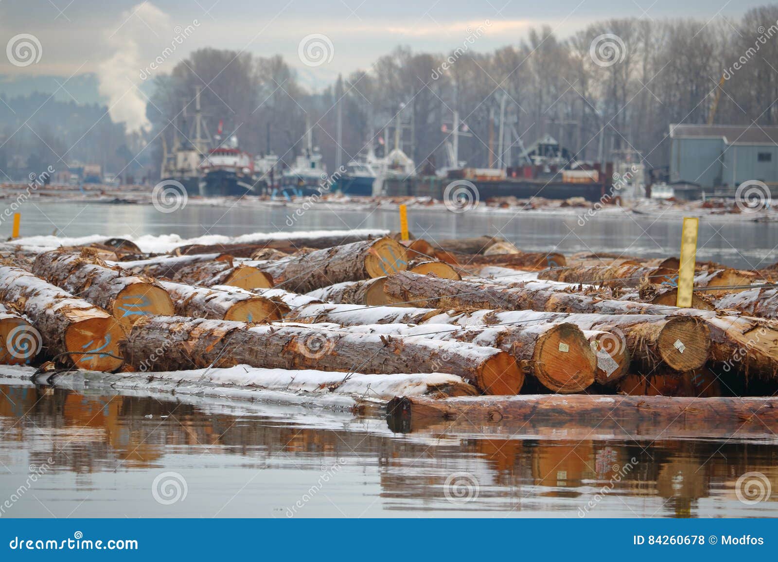 Winter Forest Logging stock photo. Image of logging, season - 84260678