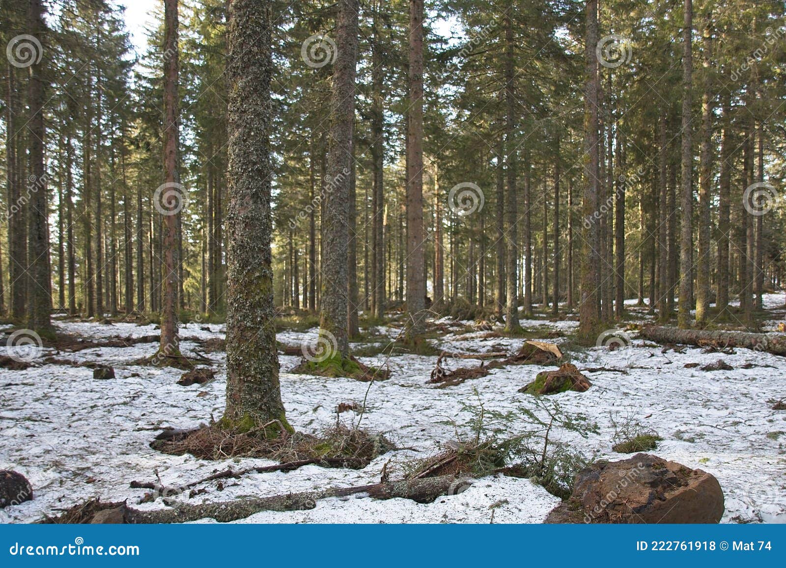 Winter Forest in the Morning Stock Photo - Image of landscape, peaceful ...