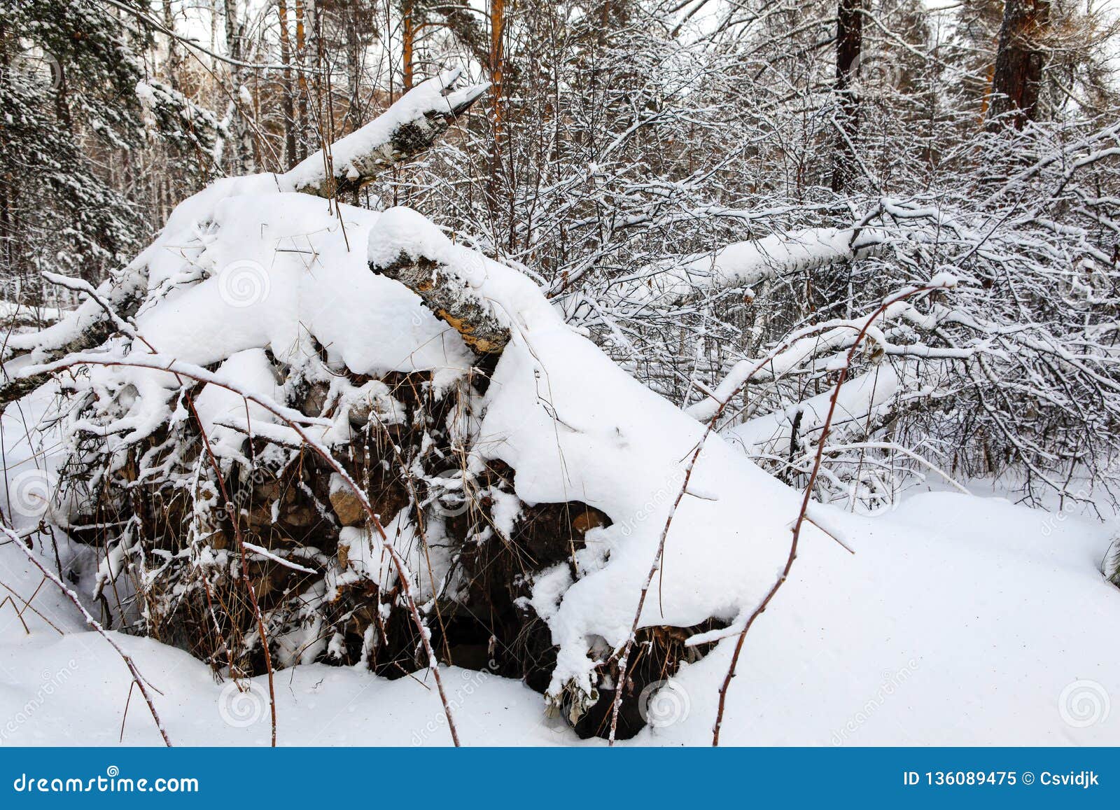 Winter in the Forest in the Mountains of the Urals Stock Image - Image ...