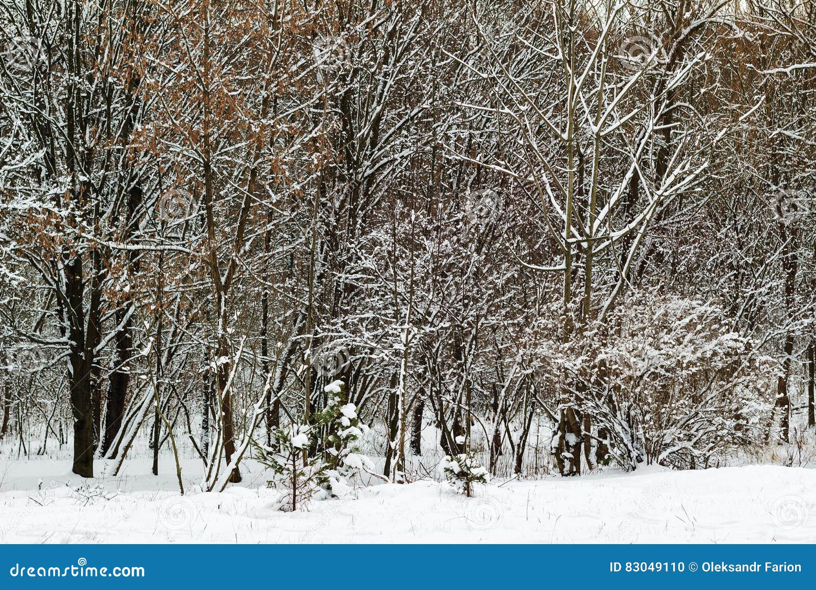 Winter Forest, Nature Landscape, Trees Covered by Snow. Stock Photo ...