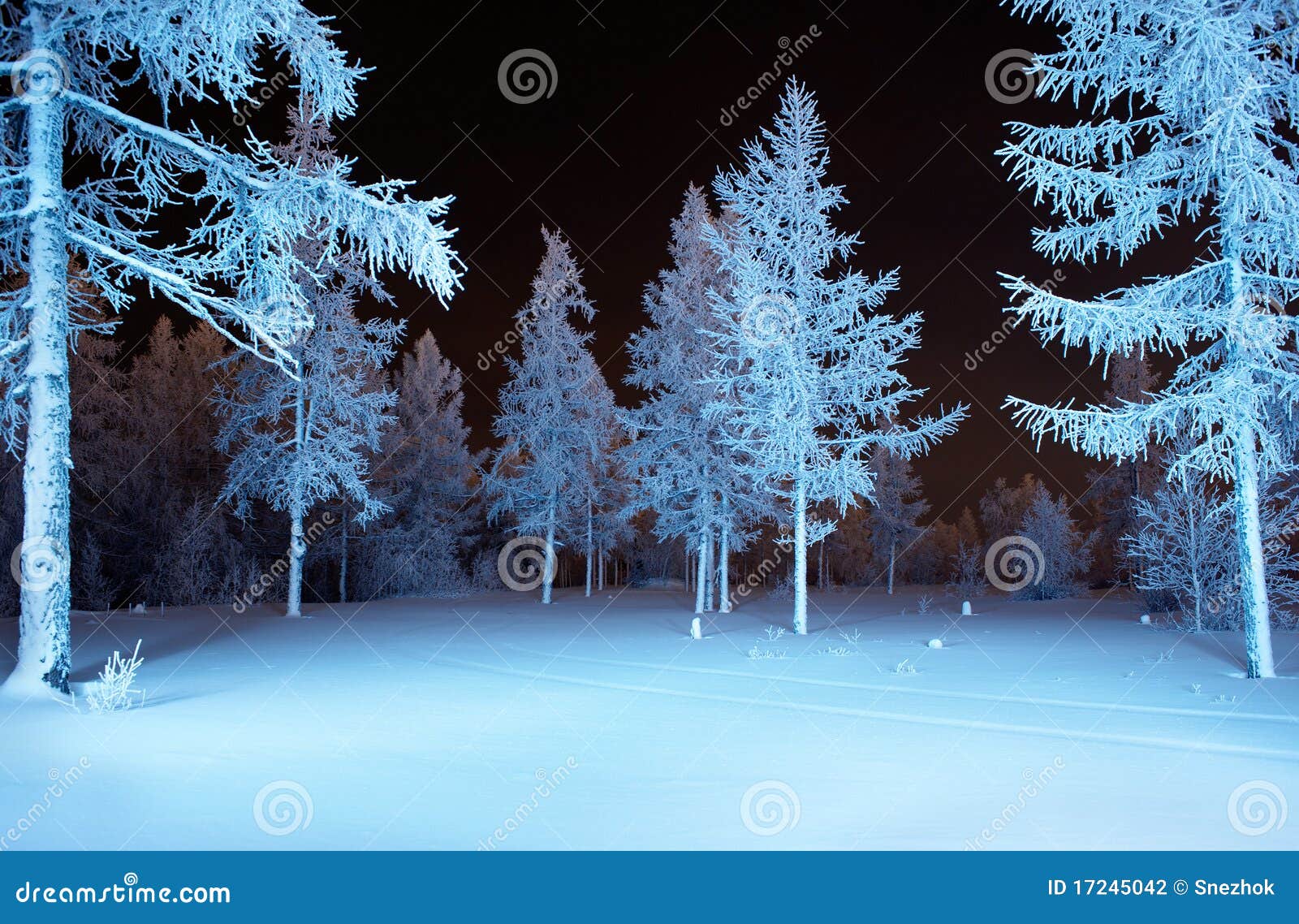 Winter forest at night stock photo. Image of christmas - 17245042