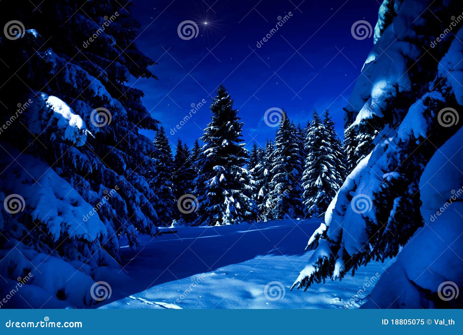 Winter forest at night stock image. Image of white, winter - 18805075