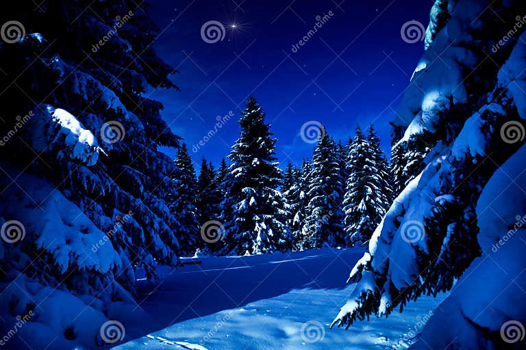 Winter forest at night stock image. Image of white, winter - 18805075