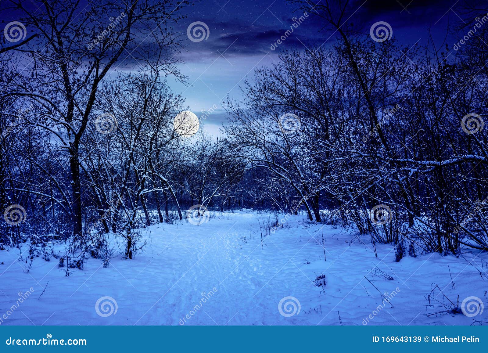 Winter forest at night stock image. Image of glow, darkness - 169643139