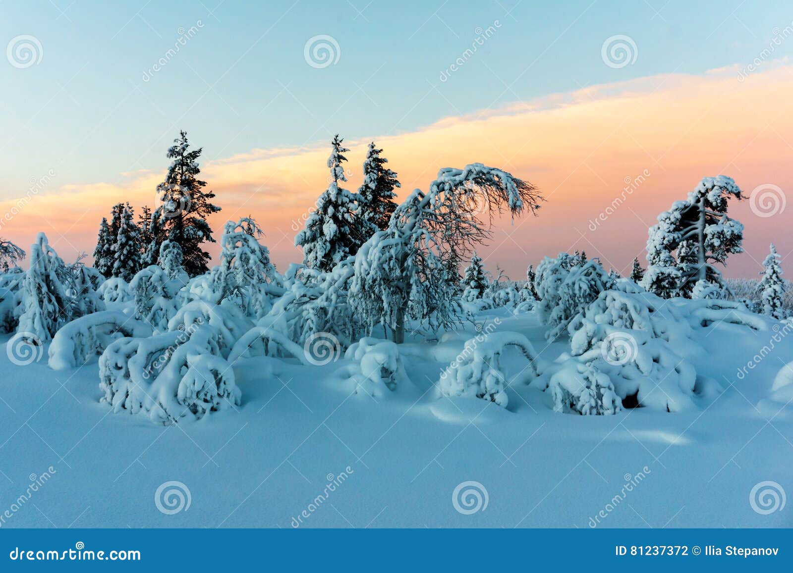 Winter Forest in Northern Finland Stock Photo - Image of country, park ...