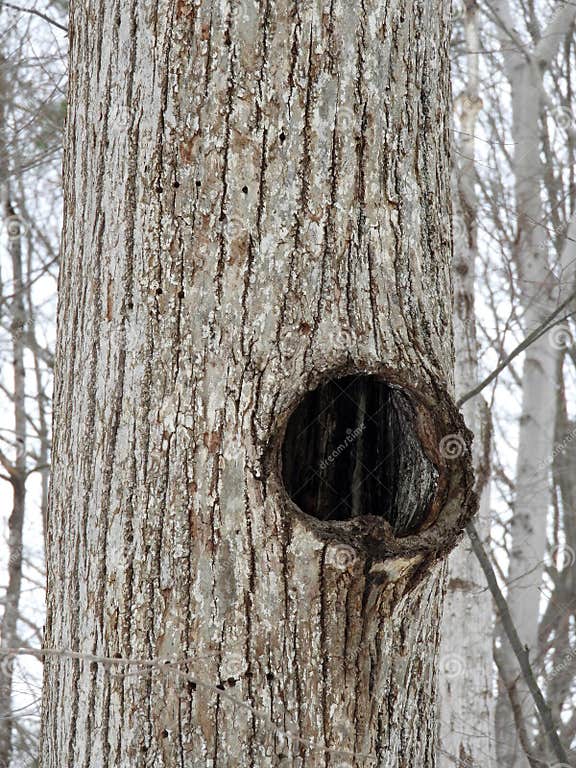 Winter in the Forest Showing Owl Hole in Straight Tree Trunk Stock ...