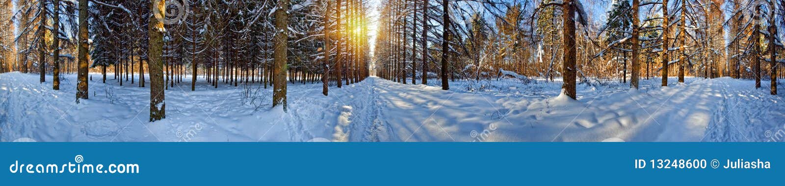 Winter forest panorama stock photo. Image of cold, nature - 13248600