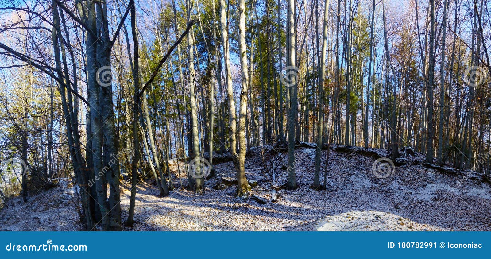 Winter Forest Panoramic View with Snow Stock Image - Image of snow ...