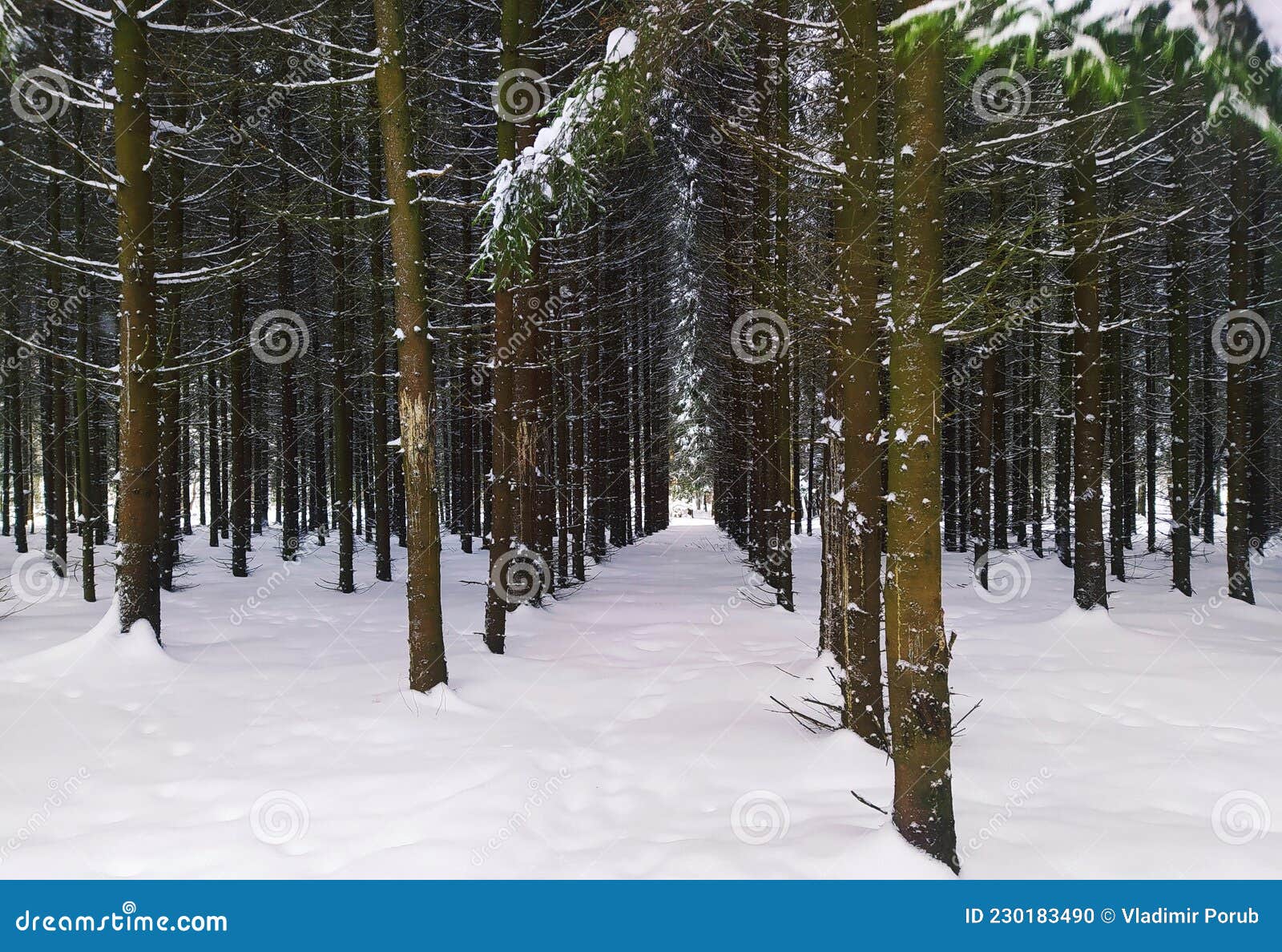 Winter Forest path stock photo. Image of winterforestfrozenday - 230183490