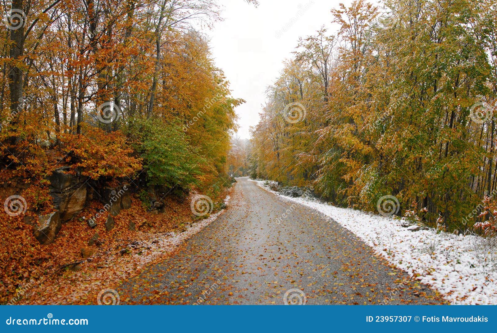 Winter forest path stock image. Image of nature, scenic - 23957307