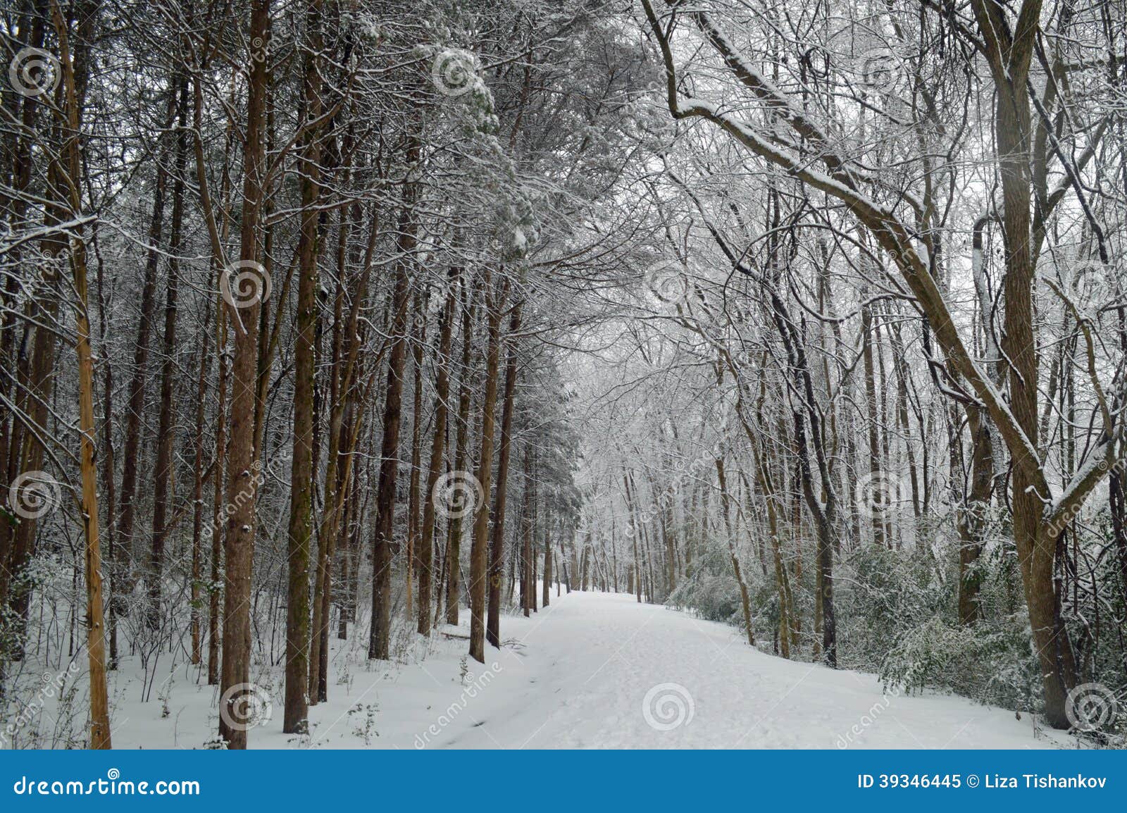 Winter forest stock image. Image of landscape, deciduous - 39346445