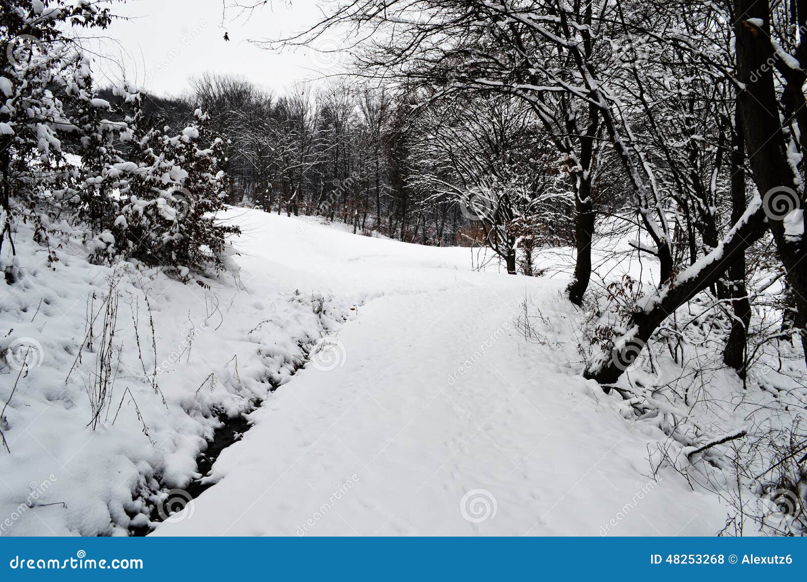 Winter Forest Path stock photo. Image of bluish, path - 48253268